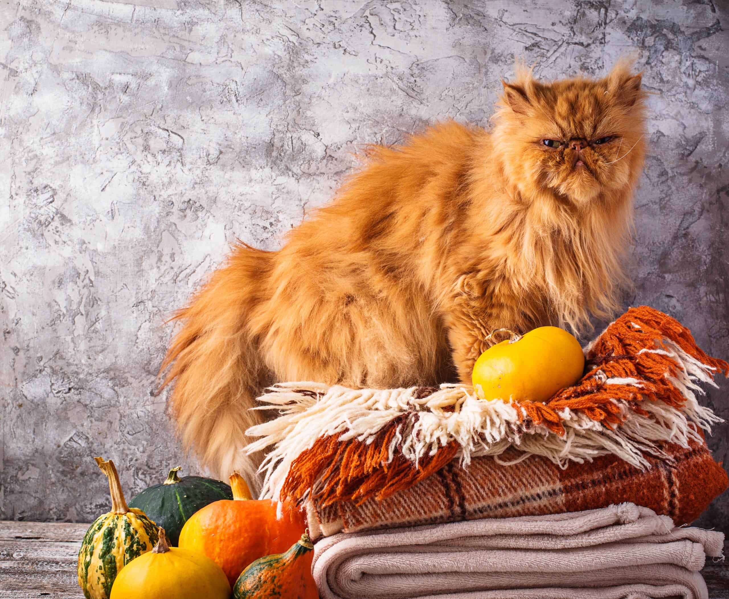 50 Popular Cat Breeds Cats At Home Pet Sitting 50 Popular Cat Breeds Cats At Home Pet Sitting